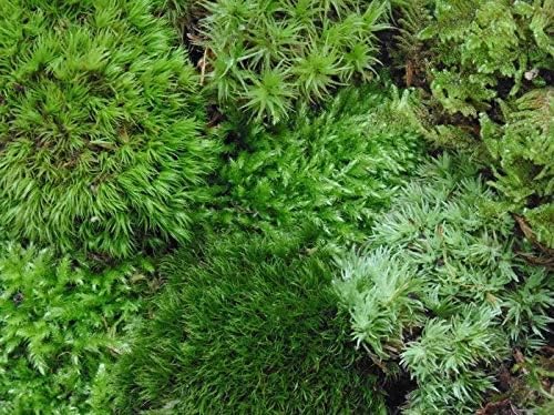 Amazon.com: Tin Roof Treasure Live Moss Pixie Cup (Cladonia Pyxidata ...