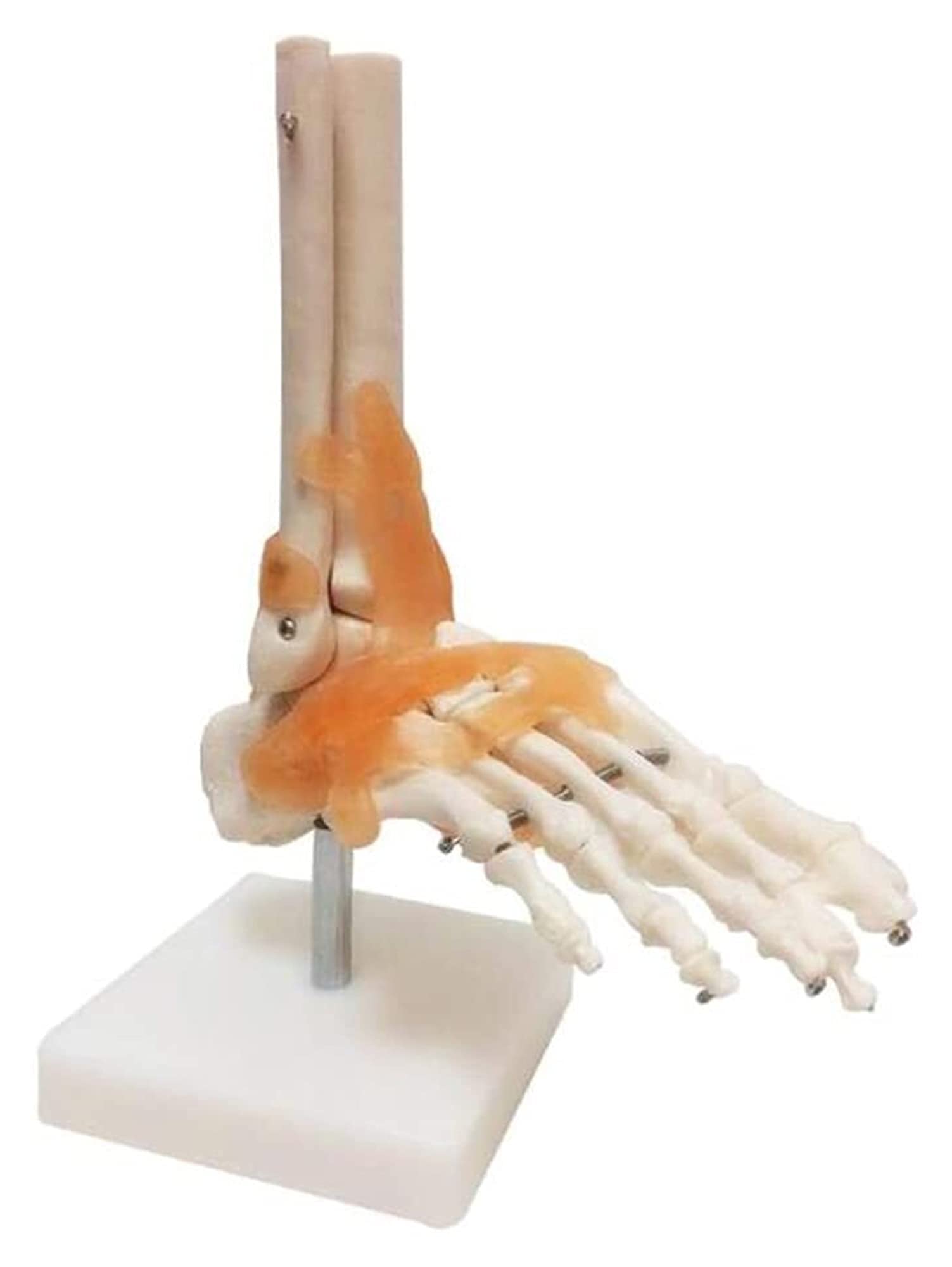 Buy WZXCV Body Model Ankle Joint Model Life size Human Foot Ankle Joint ...