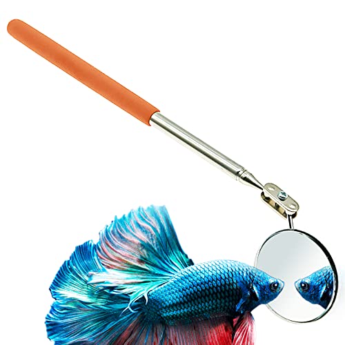 How To Perform Betta Fish Mirror Exercise? - Animals Log