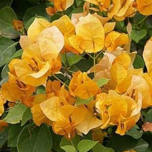 NatureHills Yellow Bougainvillea Flower Plant Yello Kagoj Ful Bagan ...