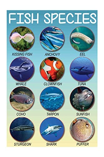 Decorative Poster Educational Wall Chart For Children Fish Species ...