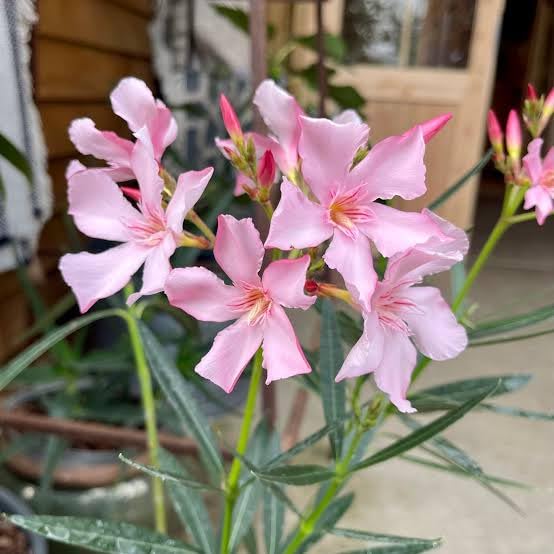 BISWAS PLANTS HOUSE ' Pink Oleander/korobi Flower Live Healthy Plant ...