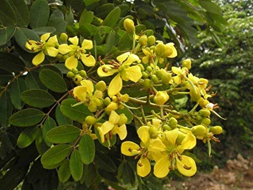 SHOP 360 GARDEN Cassia Siamea, Cassia Florida, Siamese cassia, Kassod tree, Cassod tree, Cassia ...