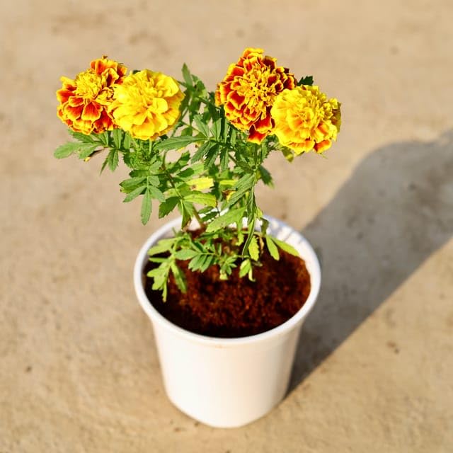 Marigold Flower Genda Jafri (colour) in 6 Inch White Nursery Plant ...