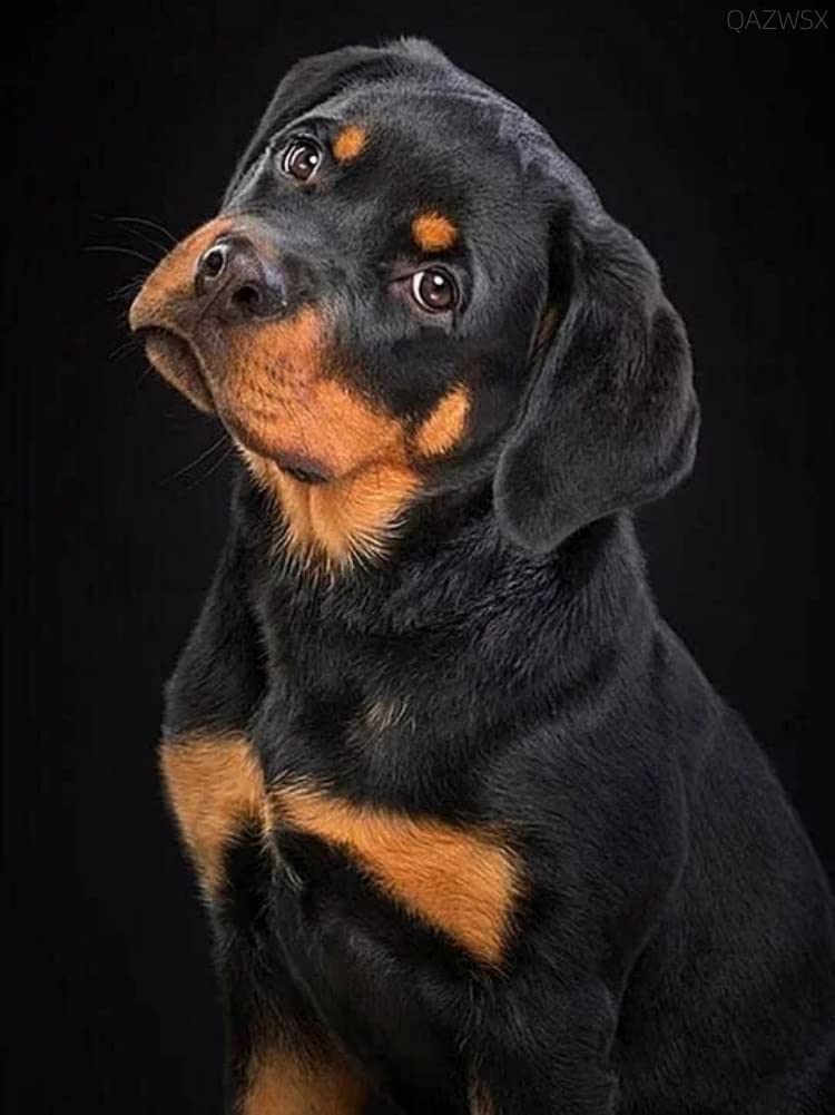Amazon.com: QAZWSX DIY 5D Rottweiler Dog Diamond Painting Kits for Adults Full Round Drill Dog ...