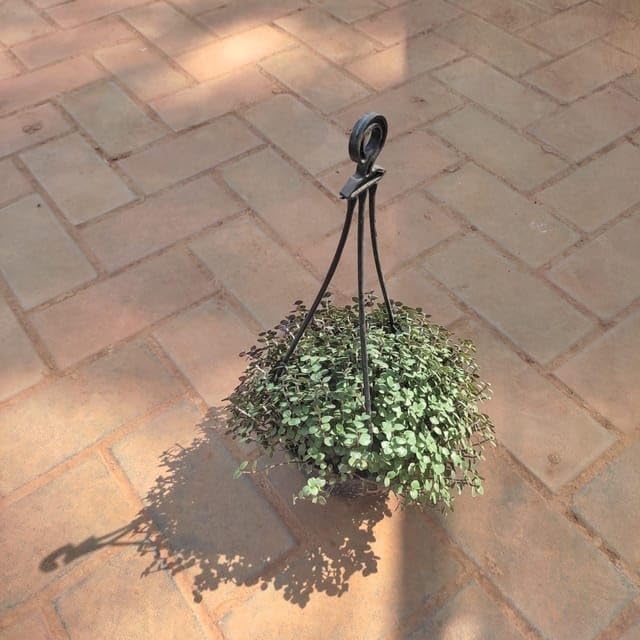 Black Vine in 6 Garden perfect Living Live Nursery Plant Hanging ...