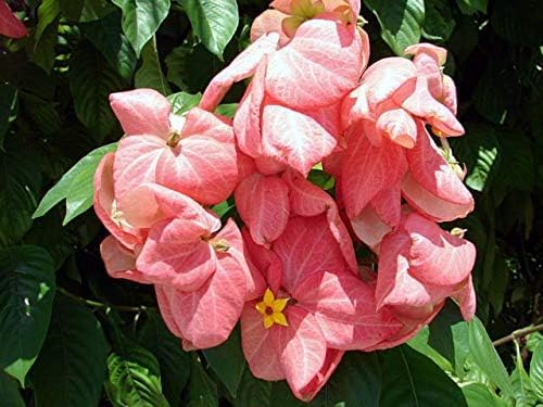 BeGrin Pink Musanda Dwarf Mussaenda Erythrophylla Ashanti Blood red ...