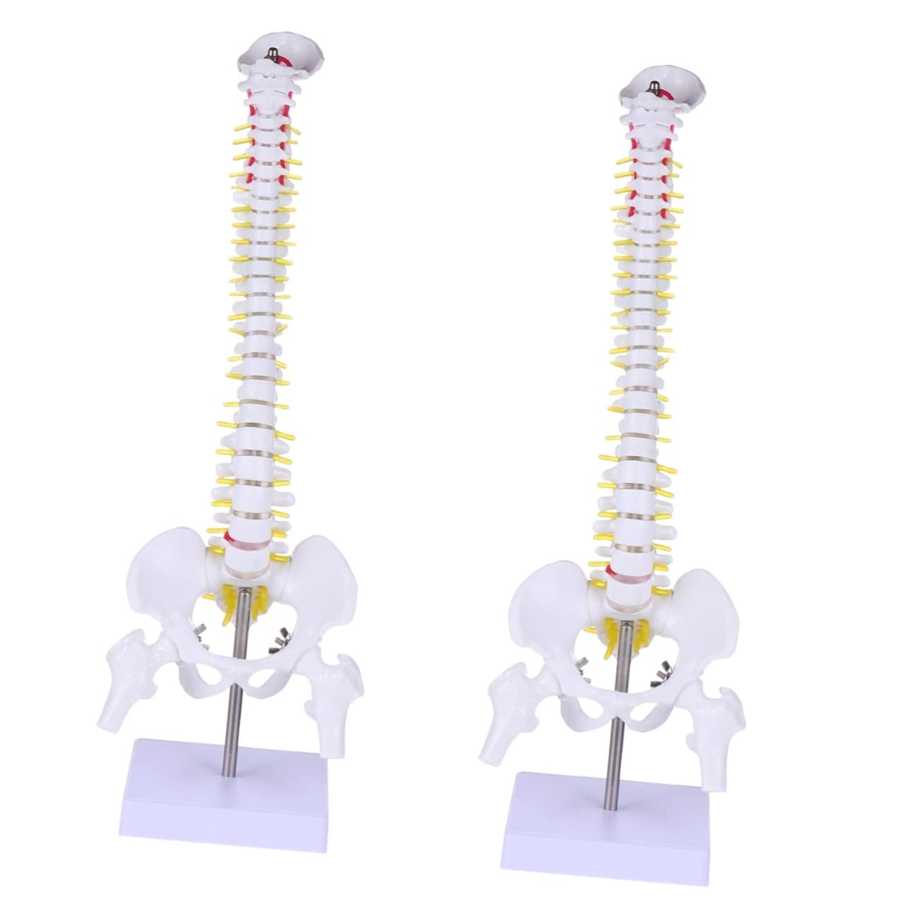 Buy iplusmile 2 pcs Anatomy Floor Life Tool Skull Nerves Students Stand ...