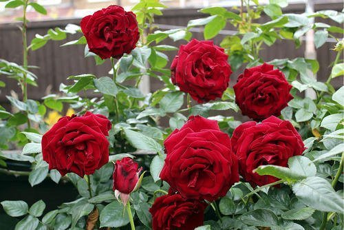 GREEN LINE Plantslive Rose Any Color Plant Gulab, Rose, Roja, Gulaaf ...