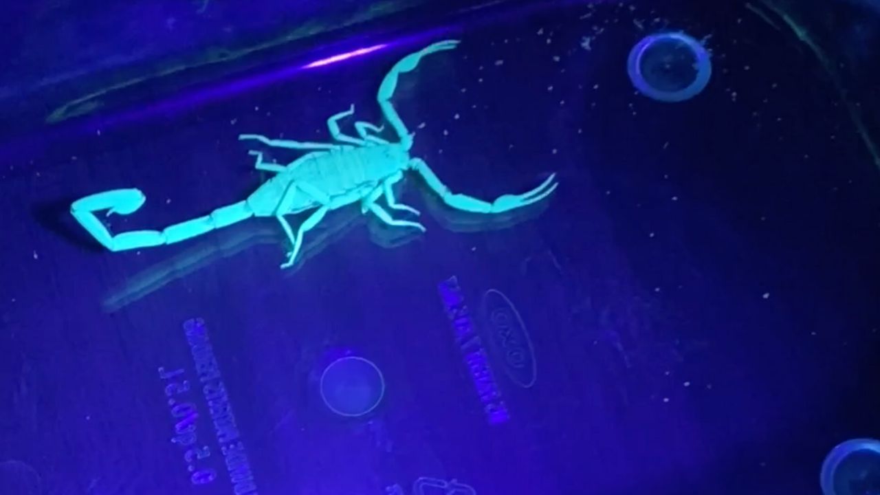 Watch SCORPION DEMO& With the Morpilot Blacklight Flashlight on Amazon Live