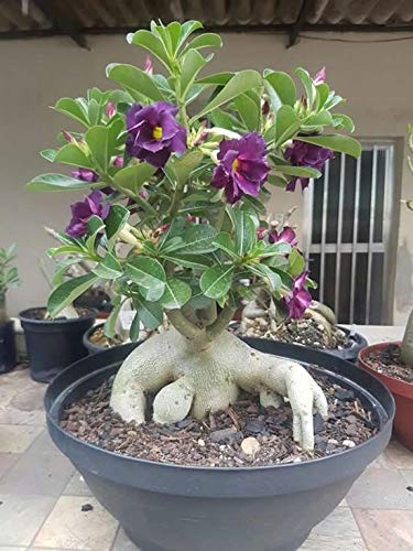 Aiden Garden Rare Adenium Obesum Plant Purple Queen 1 Seedling Healthy ...
