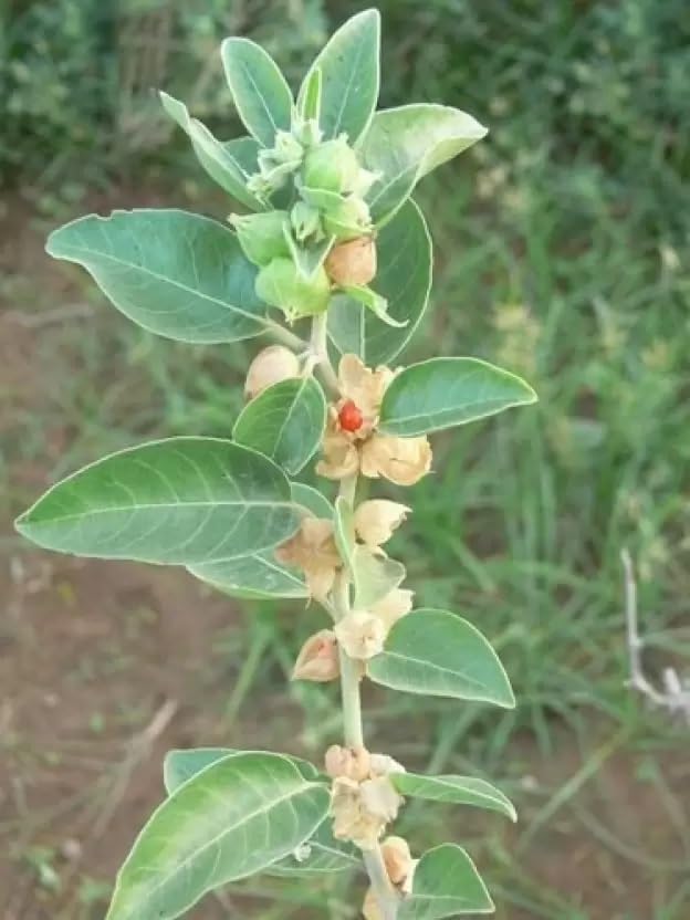 Ashwagandha Seeds South Africa Pack Of 19 : Amazon.in: Garden & Outdoors