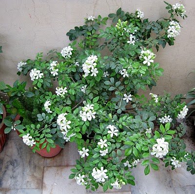 Creative Farmer Chalcas Intermedia Scented Jasmine Flower Seeds (Pack ...