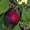 Amazon.com : 1-2 Feet Sweet Plum Tree Live Plant, Established Roots ...