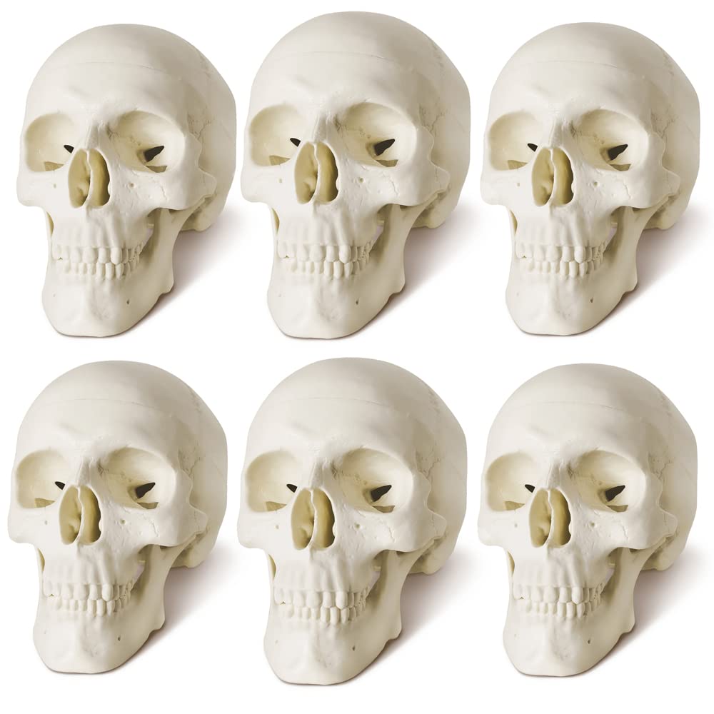 Types Of Human Skulls