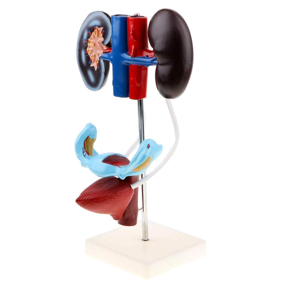 Buy RRGJ Teaching Model, Assembly Model Female Genitourinary System ...
