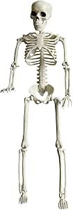 Amazon.com : Halloween Skeleton Decorations Full Body Halloween ...