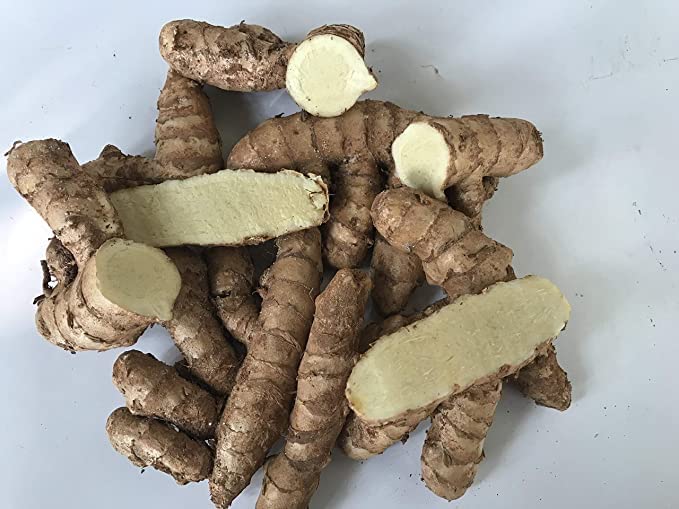 Rare Curcuma Aromatica Kasturimanjal (Cosmetic Turmeric) 5 Rhizomes for ...