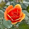 Amazon.com : Orange Rose Plant Live for Indoor Outdoor Planting, about ...