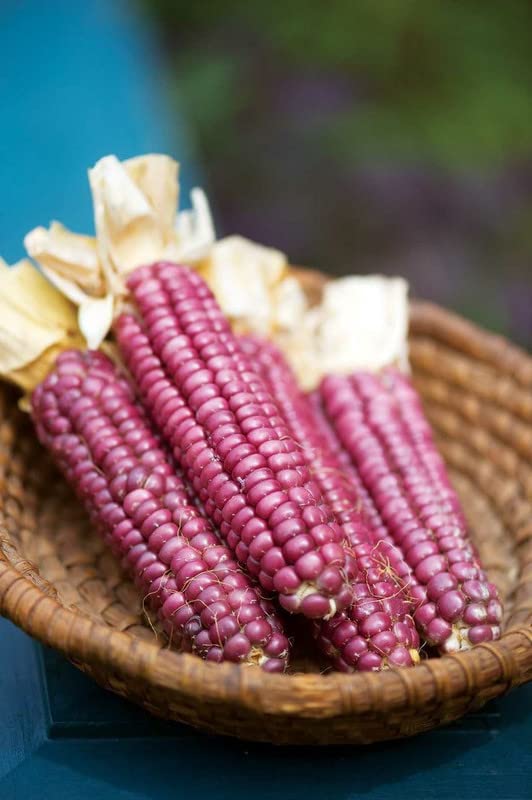 Ritz Farming® Sweet Corn Seeds | Quality vegetable red color corn Seed ...