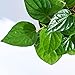 UGAOO Betel Leaf Magai Paan Plant with Self Watering Pot (6-12 Inch ...