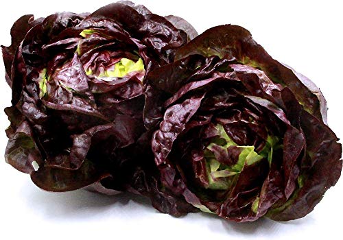AIREX RED BUTTER HEAD LETTUCE SEEDS (AVG 50-100) SEEDS X 10 PACKET ...