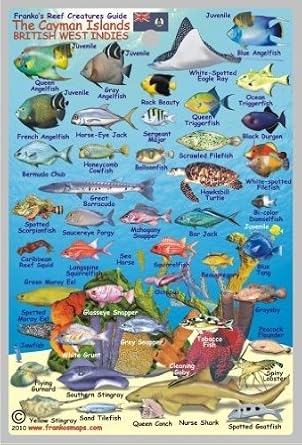 Cayman Islands Reef Creatures Waterproof Fish Card 4"x6": Franko Maps ...