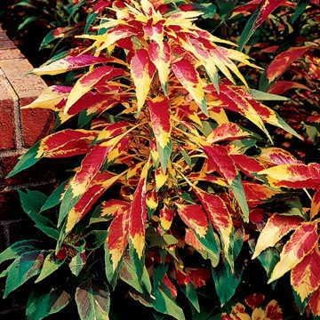 Amazon.com : Park Seed Perfecta Amaranthus Seeds, Pack of 200 Seeds ...