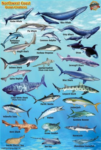 Pacific Northwest Ocean & Kelp Creatures Guide Franko Maps Laminated ...