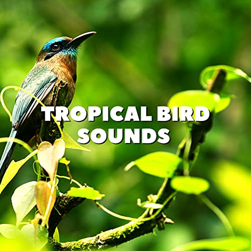 Play Tropical Bird Sounds by Natural Sounds Selections, Nature Sound ...