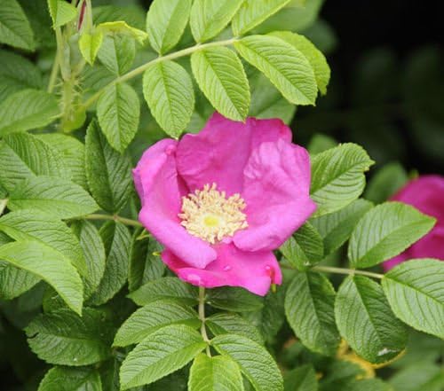 25 + pink rugosa rose seeds ( Rosa rugosa pink ) Hardy, Fast, Fragrant ...