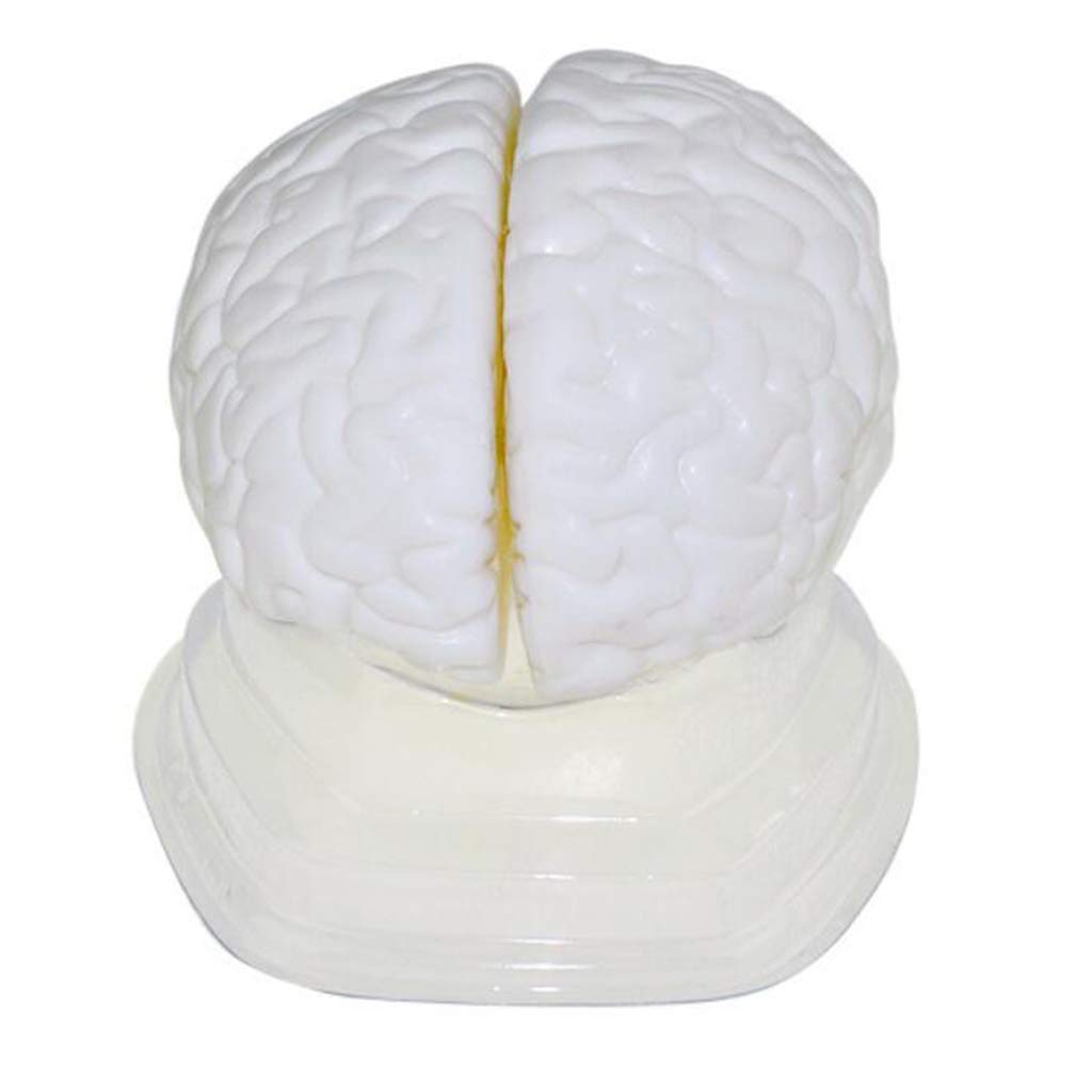 Buy Teaching model Human Brain Structure Anatomy Model -Science ...