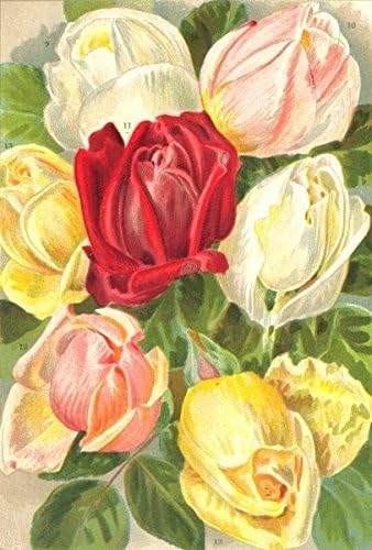 Amazon.com: ROSES: Niphetos Catherine Mermet General Jacqueminot ...