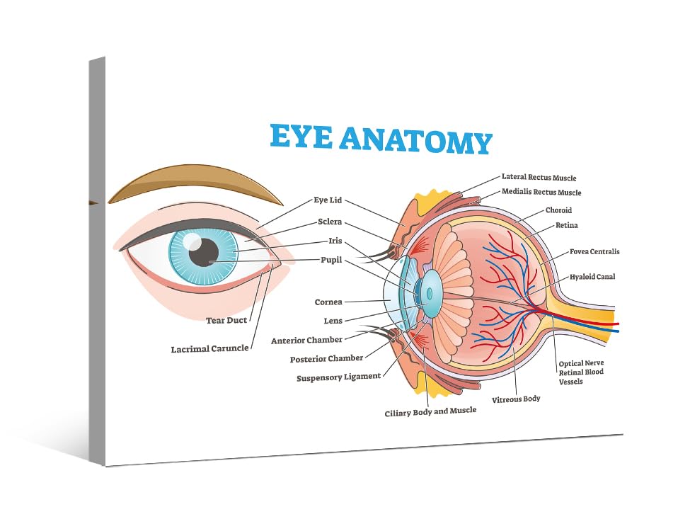 Eye Anatomy Wall Art Human Optic Outline Diagram Posters Wall Art ...
