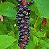 Amazon.com : Frozen Seed Capsules - Pokeberry (Phytolacca Americana ...