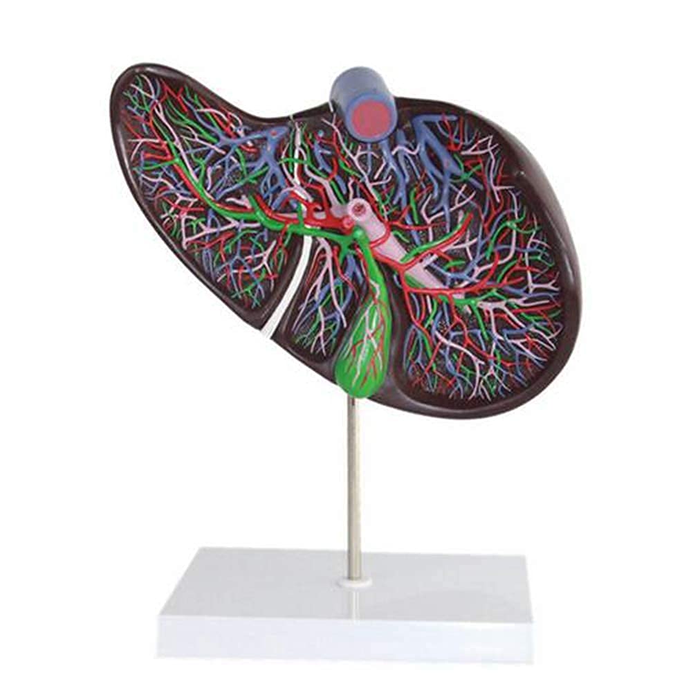 Buy DERUKK-TY Human Digestive Organs Liver Gallbladder Anatomical Model ...