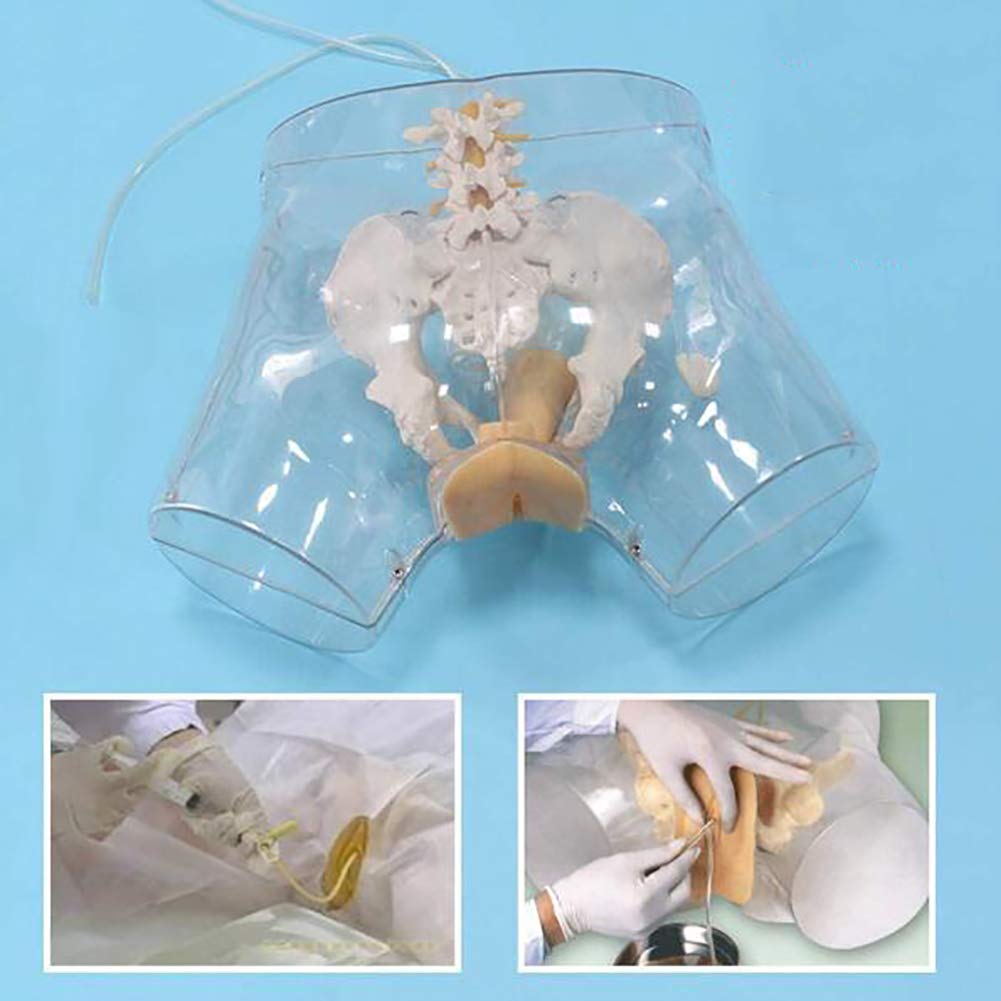 Buy WLKQ Manikin Teaching Model, Catheterization Model, Medical ...