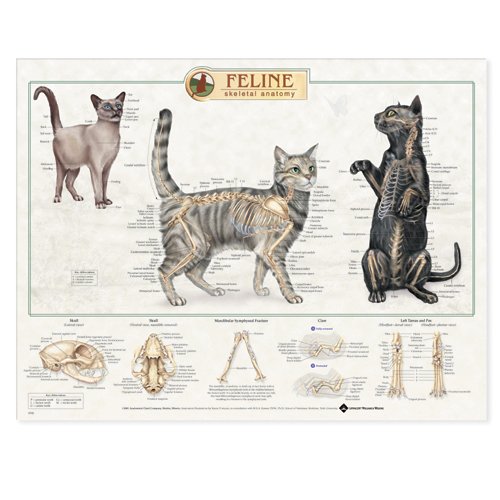 Feline Skeletal System Anatomical Chart : Anatomical Chart Company ...