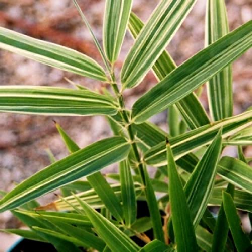 Variegated Bamboo : Amazon.in: Garden & Outdoors