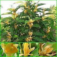 Creative Farmer Live Flowering Plant Michelia Champaca Sampige Magnolia ...