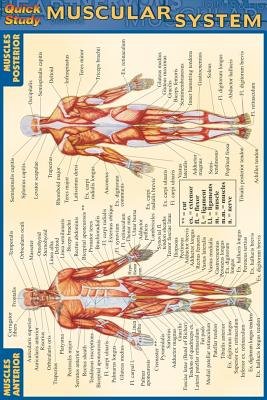 Muscular System[CHART-QUICKSTUDY MUSCULAR SYST][Other]: BarChartsInc ...