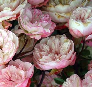 Amazon.com : Rosa Chinensis Angel Wings (MRO) Miniature Rose | 10_Seeds ...