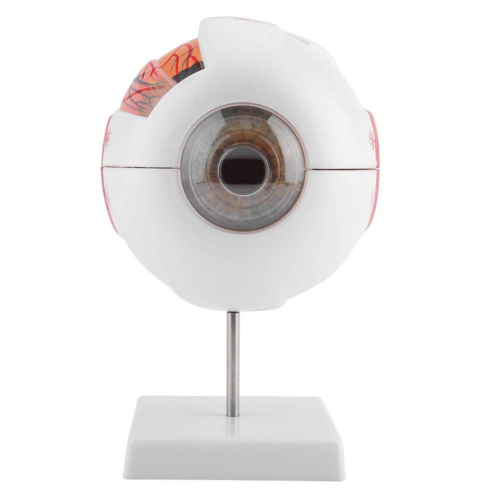 6X Magnification Human Eye Ball Anatomy Model Anatomical Learning ...