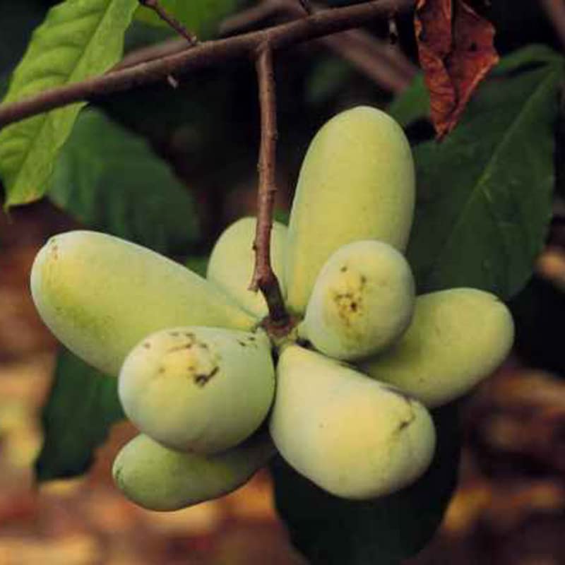 Amazon.com : 2 Paw Paw Trees Live Plant, Paw Paw Trees - 2 Plants ...