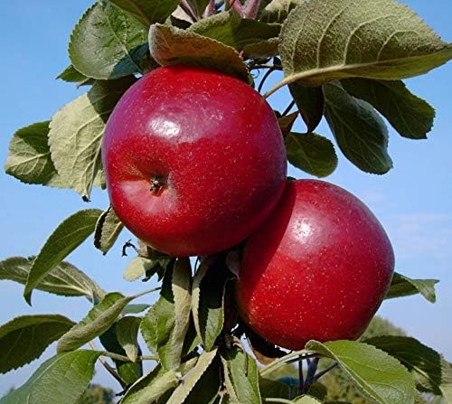 Apfel Idared kräftiger und aromatischer Apfelbaum Halbstamm 150-170 cm ...