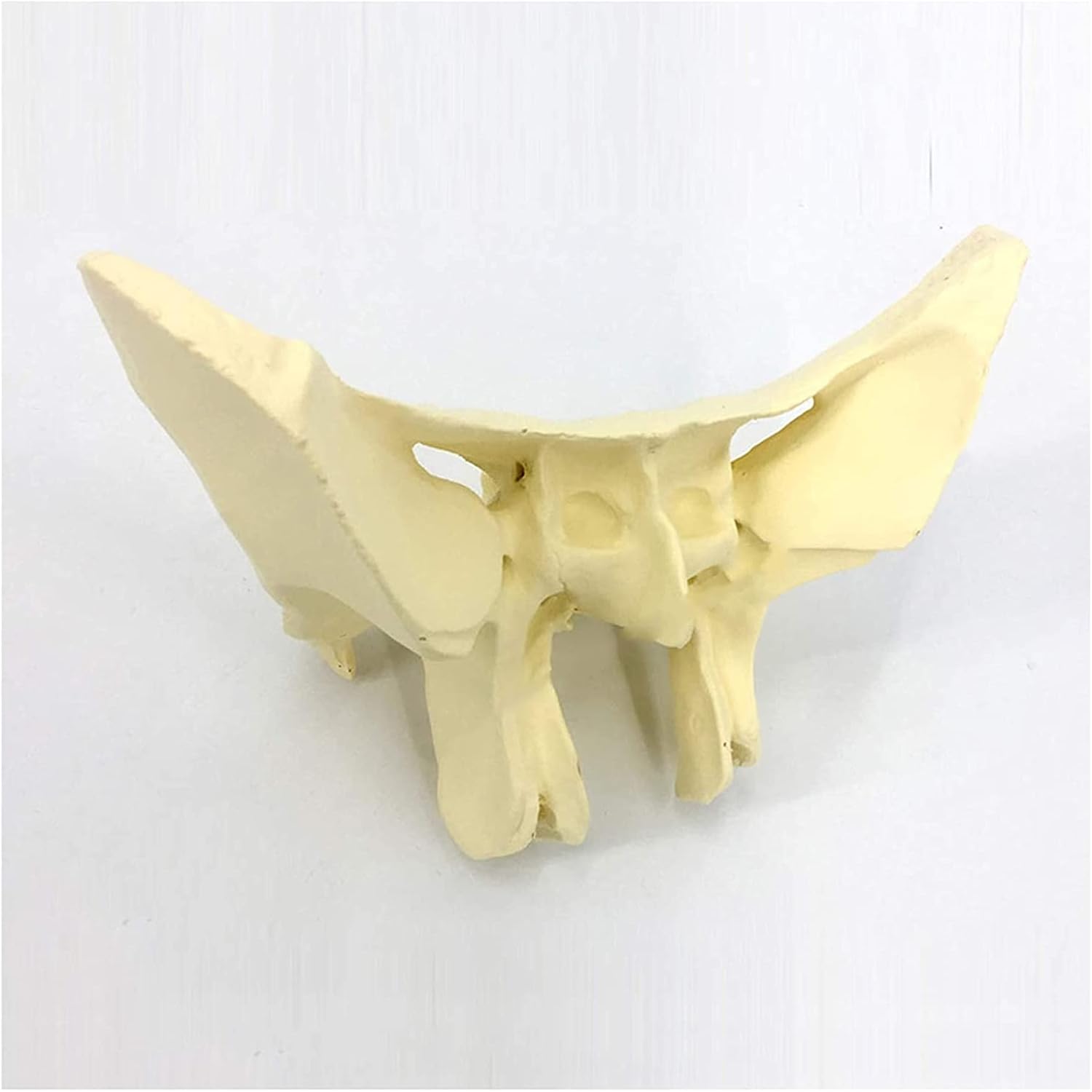 Medical Teaching Model, Sphenoid Bone Model Magnification Life Size ...