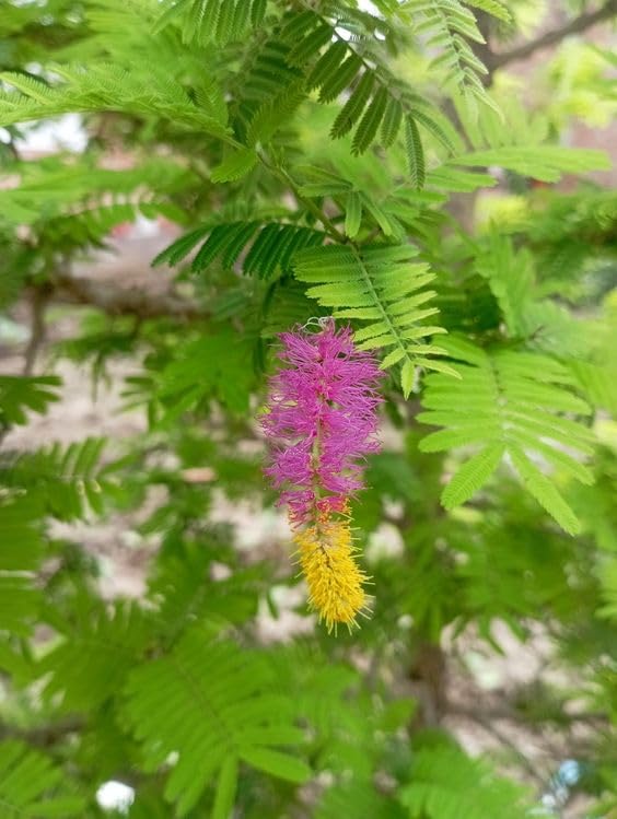 Shami Live Plant (Prosopis cineraria), Khejri Pink Flower Tree (Plant ...