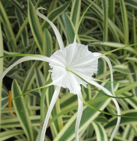 Plantsworld Spider Lily Variegated Live Plant : Amazon.in: Garden ...