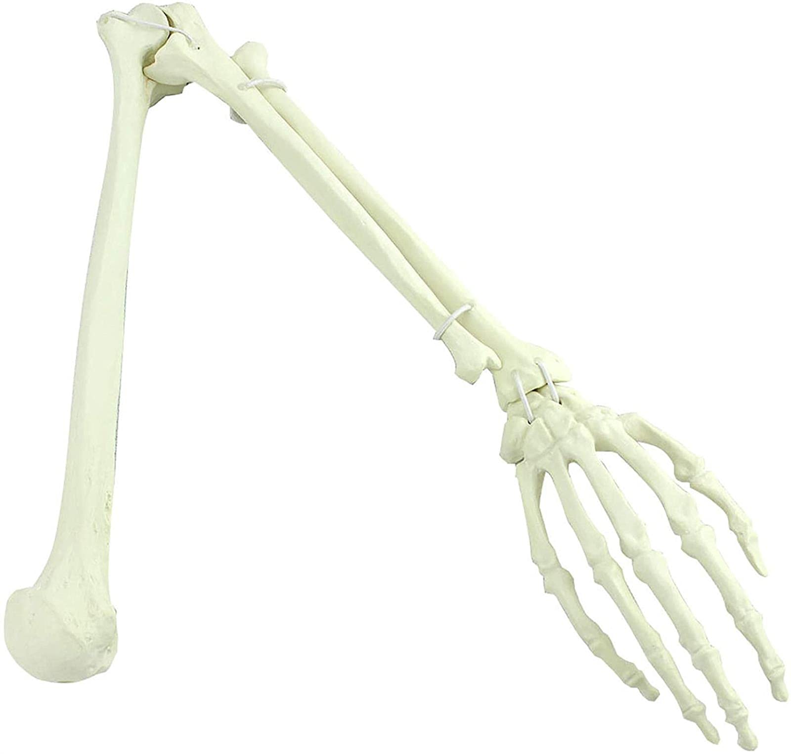 Buy Life Size Human Joint Model Upper Limb Artificial Cortical ...