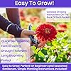 Amazon.com : NatureZ Edge Zinnia Seeds for 2025 Planting Outdoors, Over 650 Flower Seeds, 5g ...